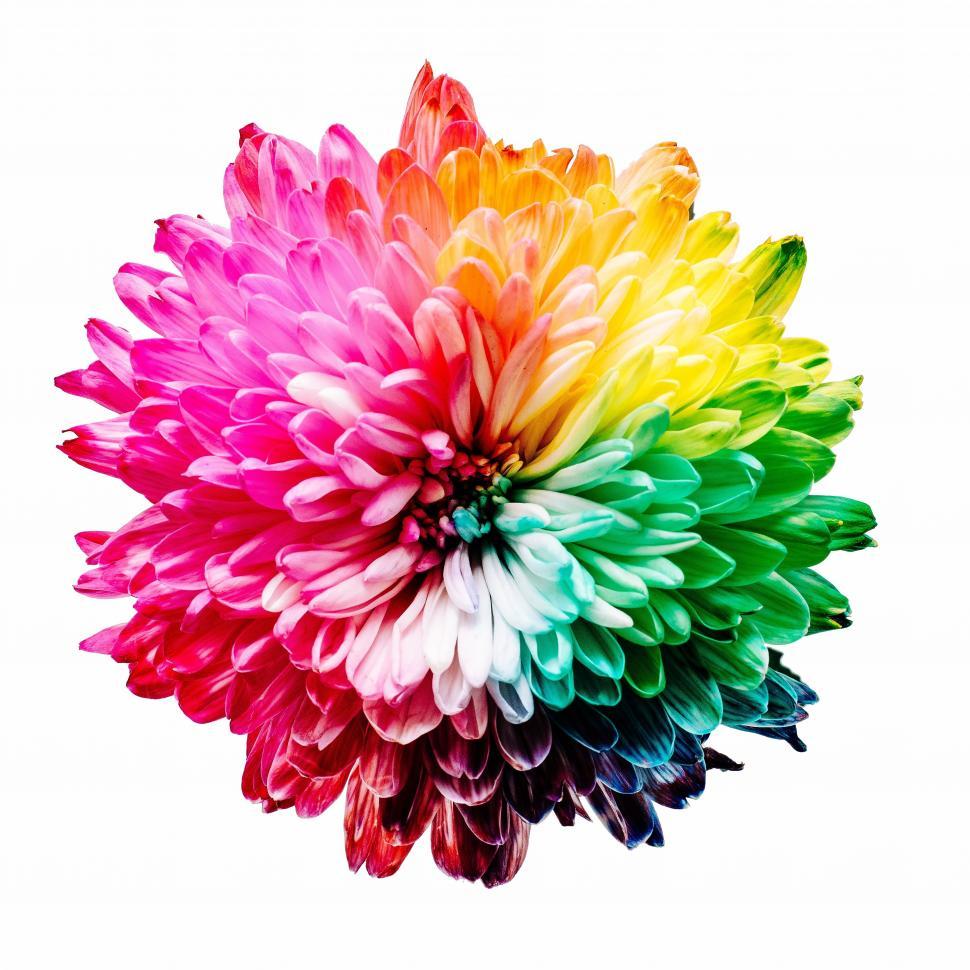 Free Stock Photo of Multicolored Flower on White Background | Download ...