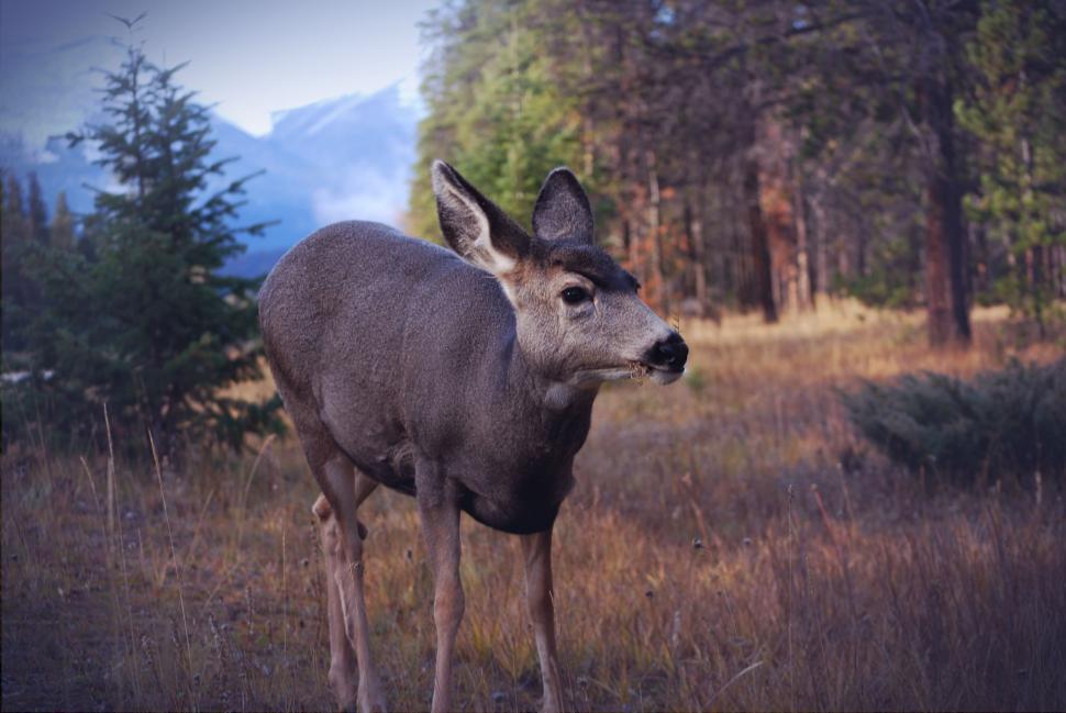 Free Stock Photo of Deer Standing in Field With Trees in Background ...