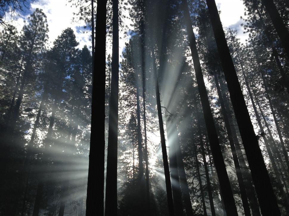 Free Stock Photo of Sun Shining Through Trees in Forest | Download Free ...