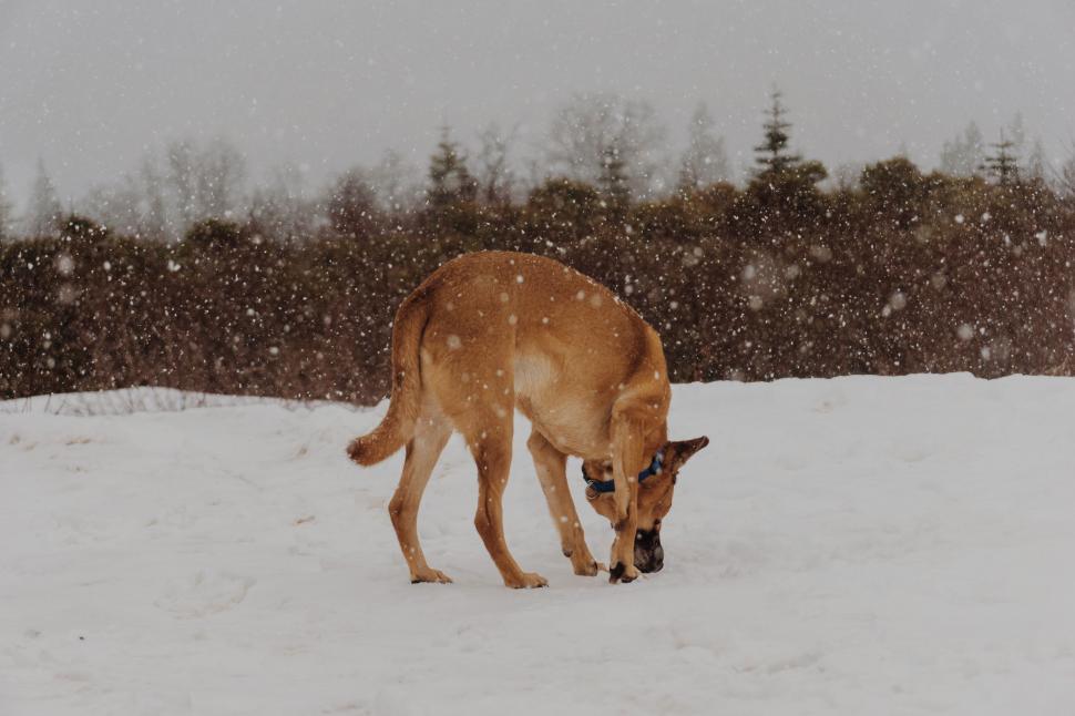 Free Stock Photo of Dog Standing in Snow Eating | Download Free Images ...