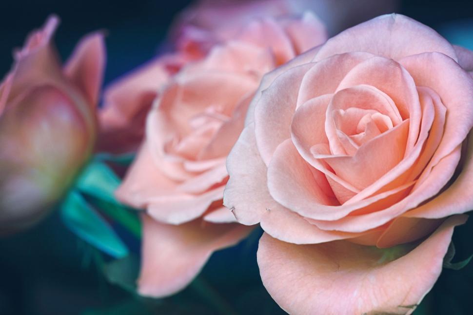 Free Stock Photo of Group of Pink Roses on Table | Download Free Images ...