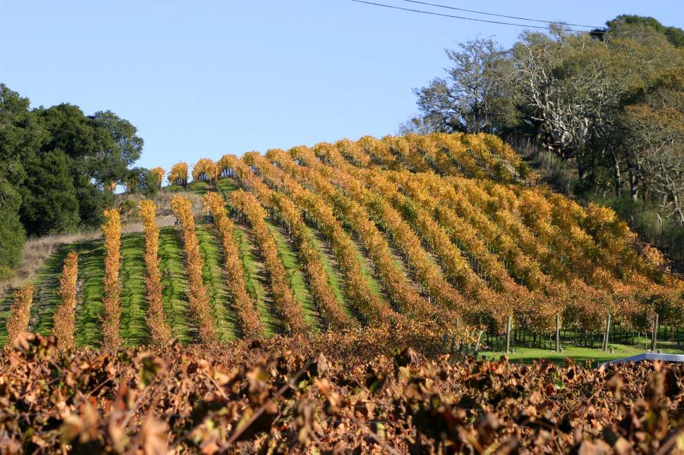 Free Stock Photo of vineyard agriculture grape vine california sonoma ...