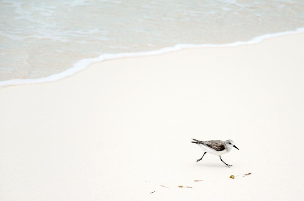 Free Stock Photo of Small Bird Walking Along Beach by the Ocean ...
