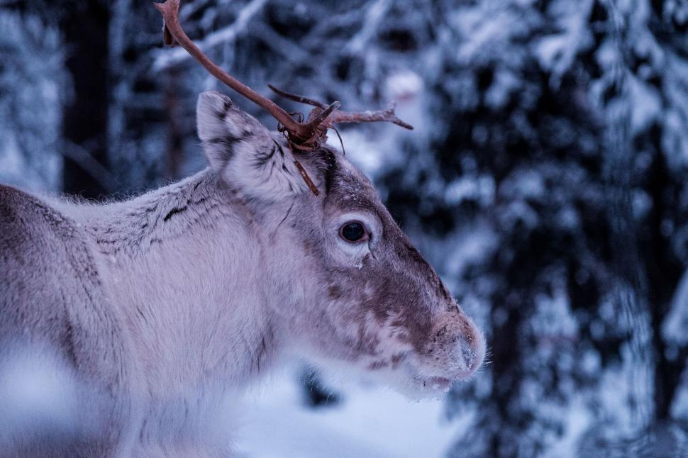 Free Stock Photo of Close Up of a Deer in the Snow | Download Free ...
