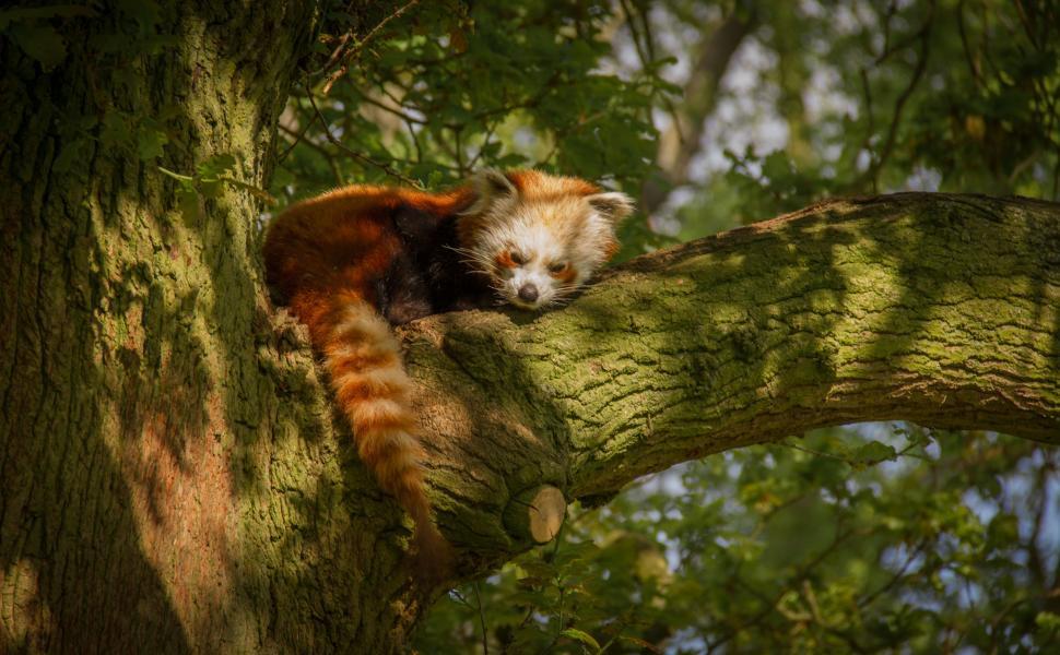 Free Stock Photo of Brown and White Animal Sitting on Top of a Tree ...