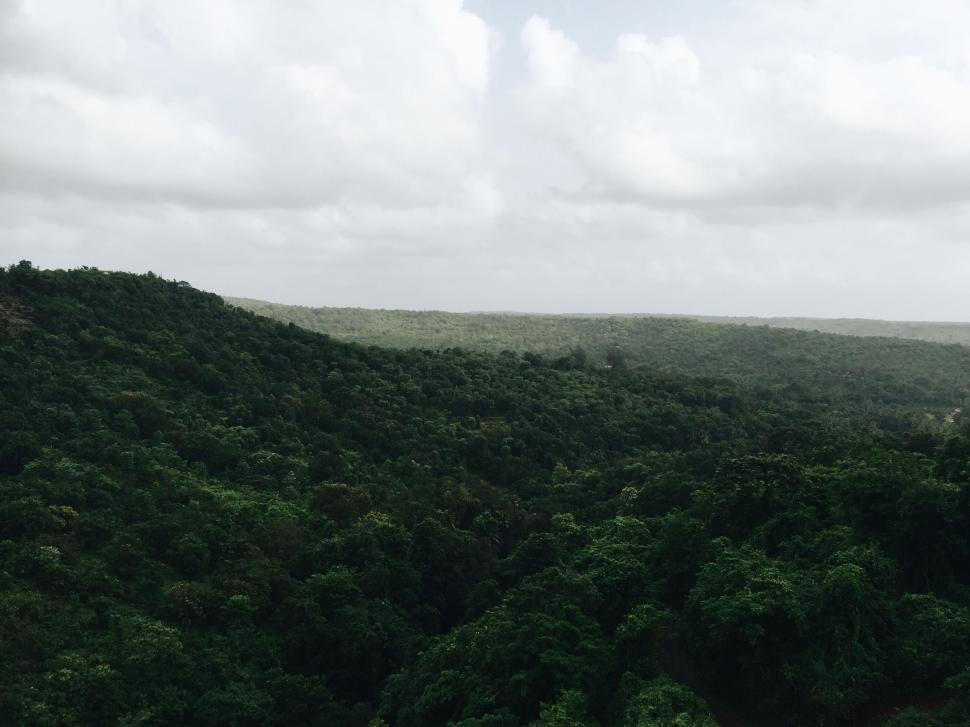 Free Stock Photo of Dense Forest Under Cloudy Sky | Download Free ...