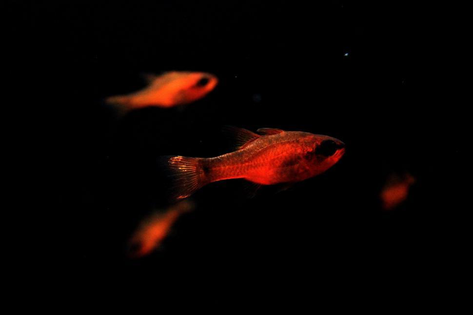 Free Stock Photo of Swimming Fish in Water | Download Free Images and ...