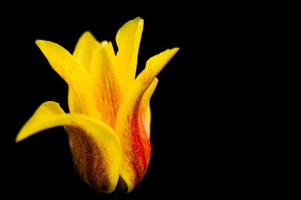 Free Stock Photo of Yellow and Red Flower on a Black Background ...