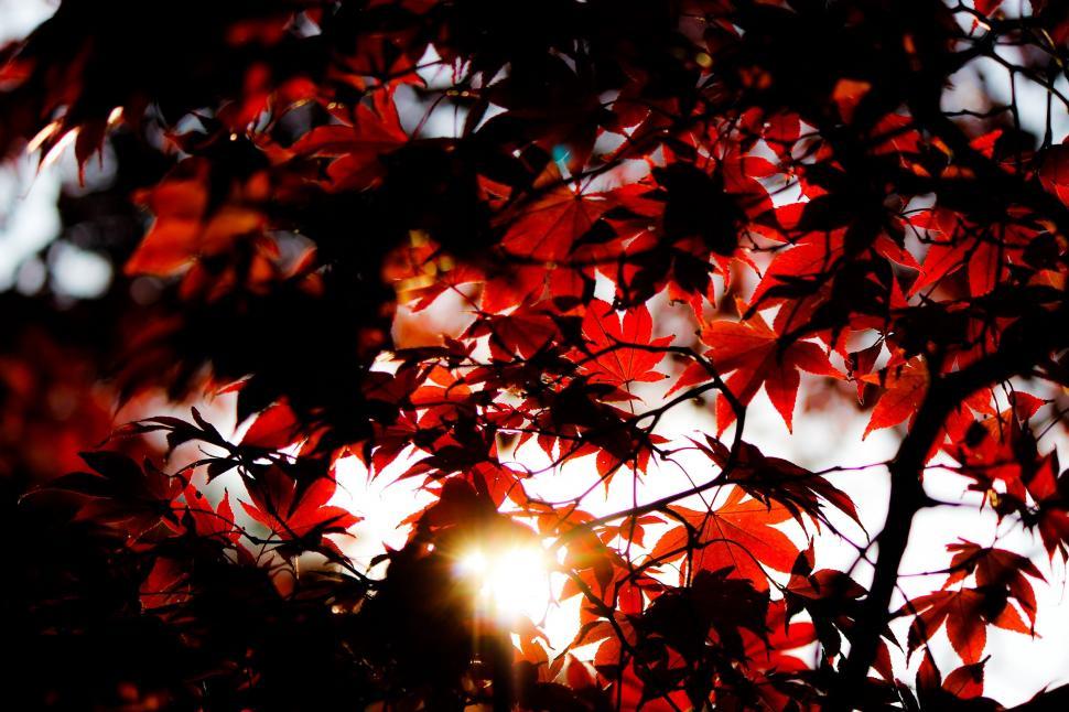 Free Stock Photo of Sun Shining Through Tree Leaves | Download Free ...