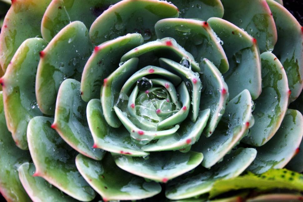 Free Stock Photo of succulent | Download Free Images and Free Illustrations
