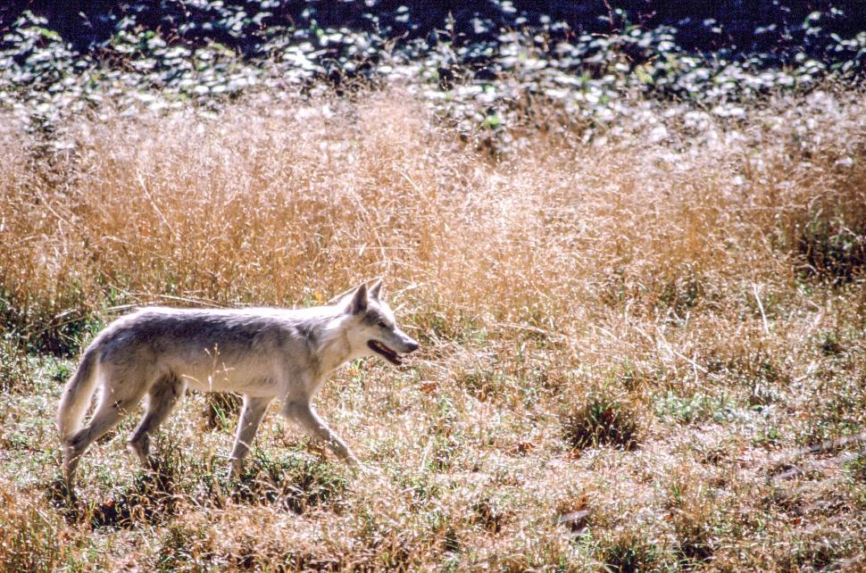 Free Stock Photo of Wolf | Download Free Images and Free Illustrations