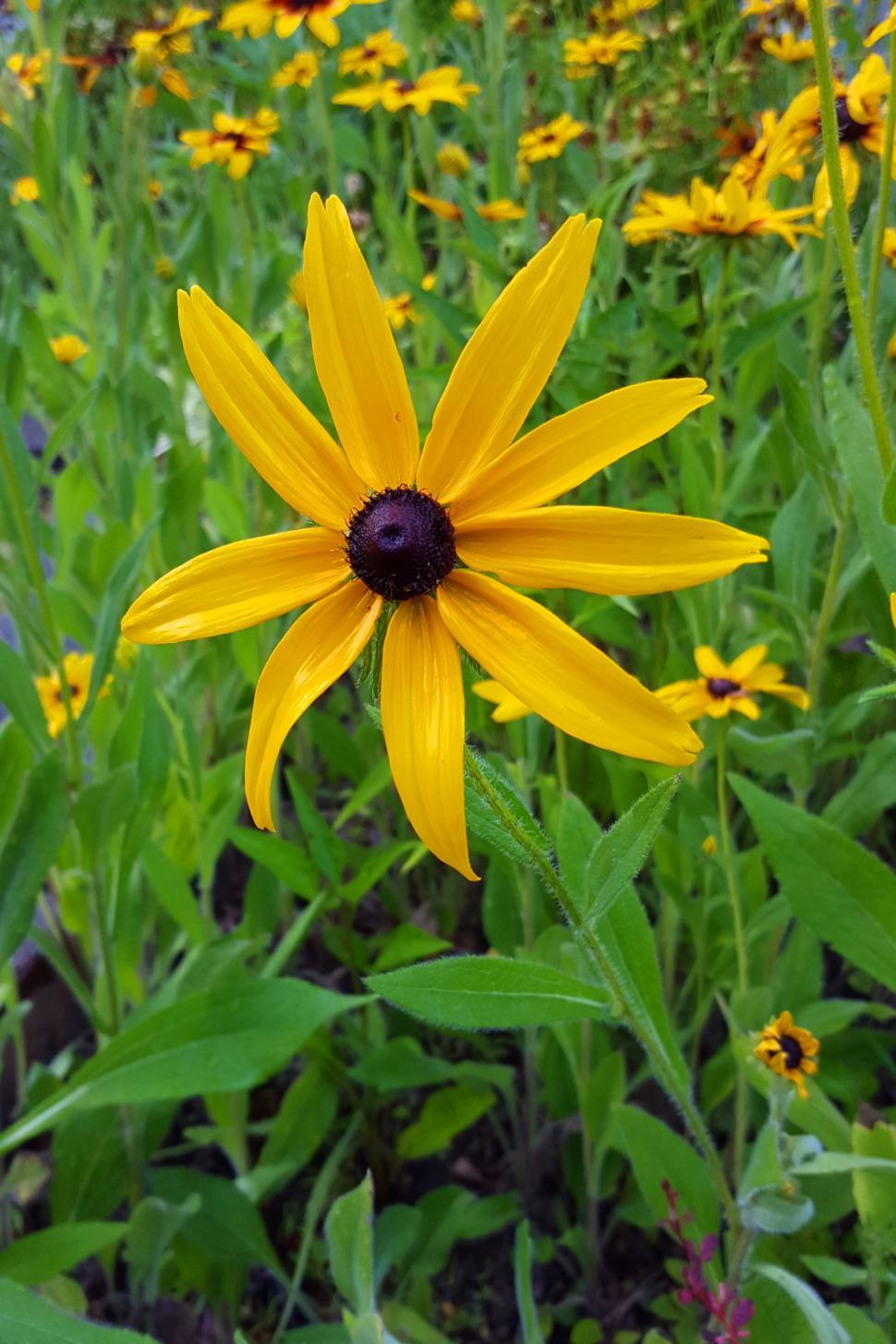 Free Stock Photo of Yellow Black Eyed Susan Flower | Download Free ...