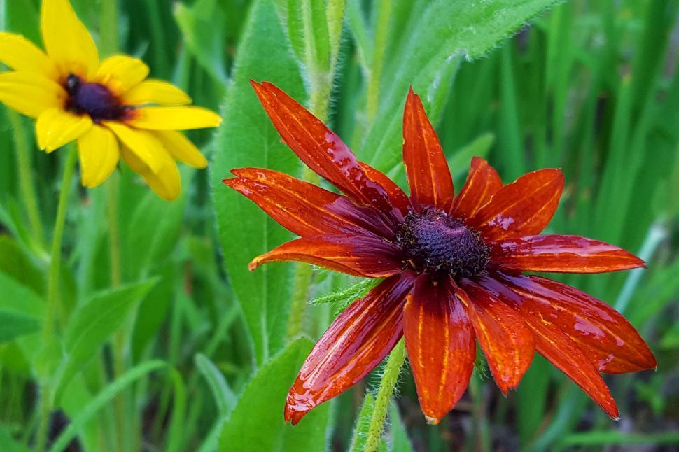Free Stock Photo of Red Black Eyed Susan Flower | Download Free Images ...