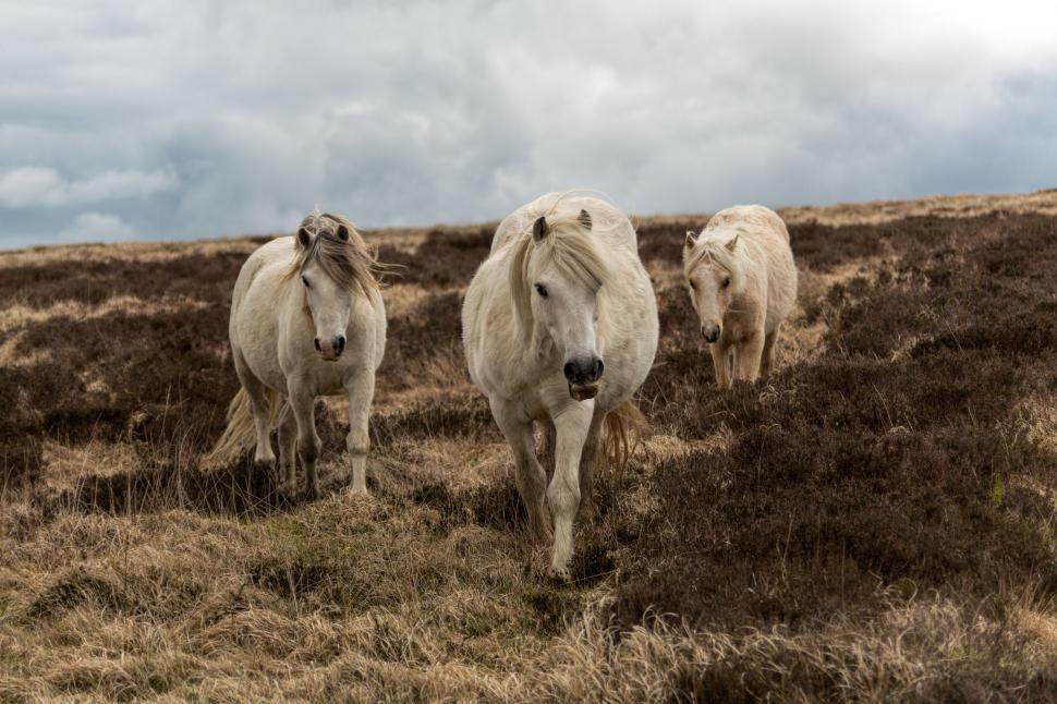 Free Stock Photo of Horses walking | Download Free Images and Free ...