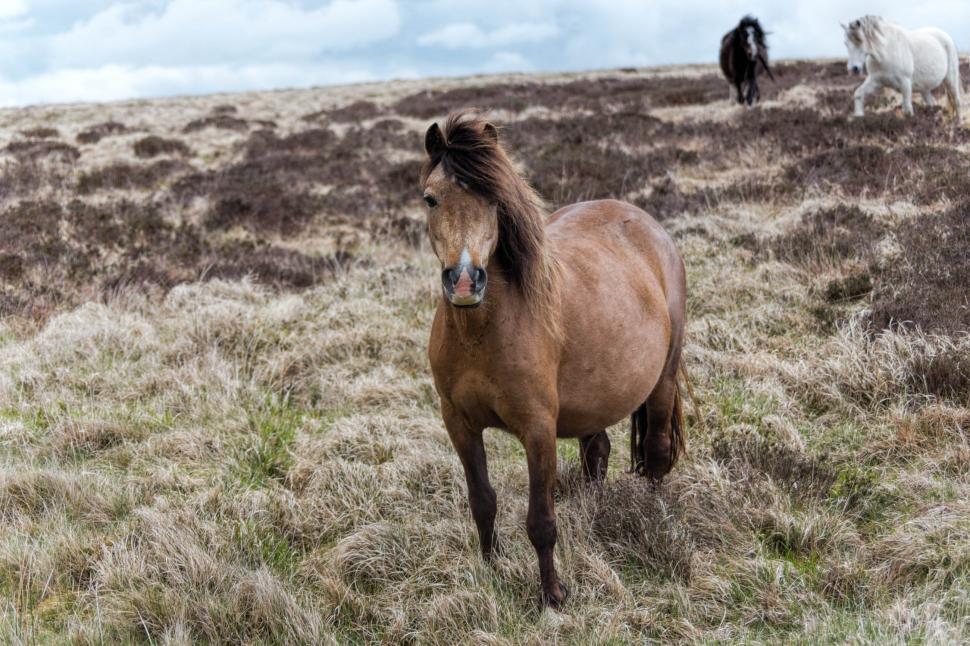 Free Stock Photo of Welsh horses | Download Free Images and Free ...