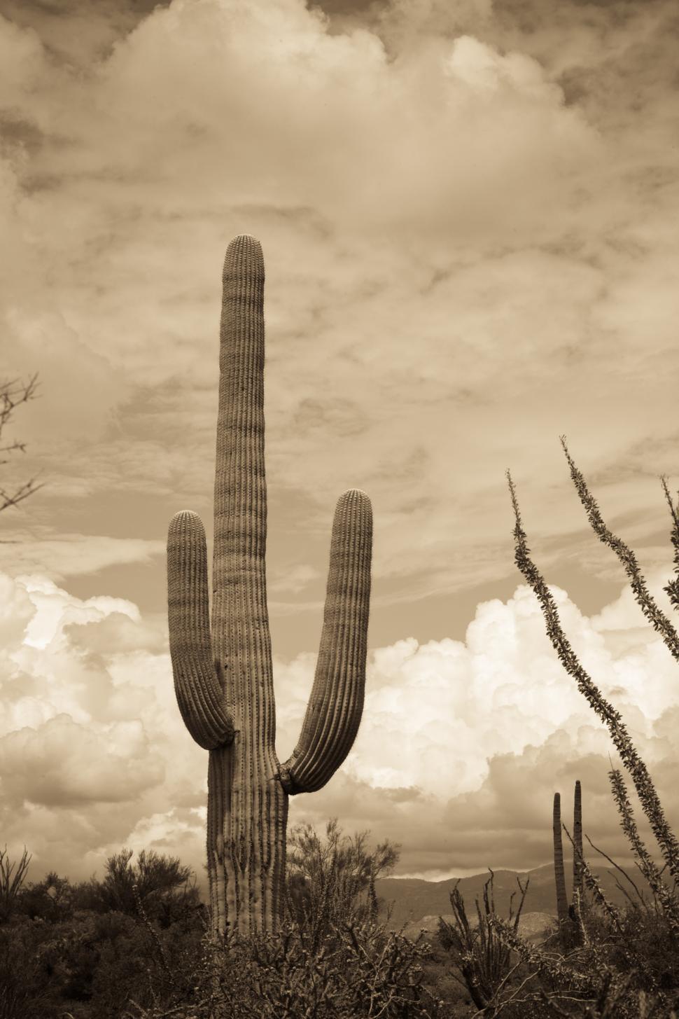 Free Stock Photo of Majestic Cactus Against Sky | Download Free Images ...
