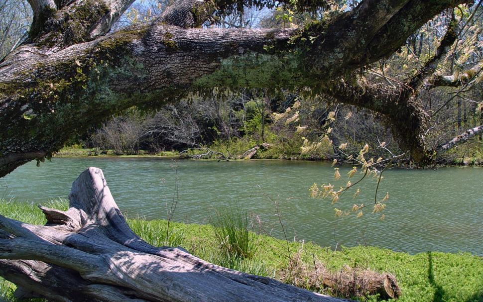 Free Stock Photo of Southern Swamp | Download Free Images and Free ...