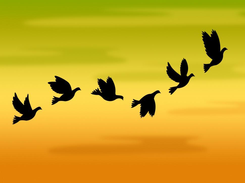 Free Stock Photo of Flying Birds Represents Summer Time And Heat ...