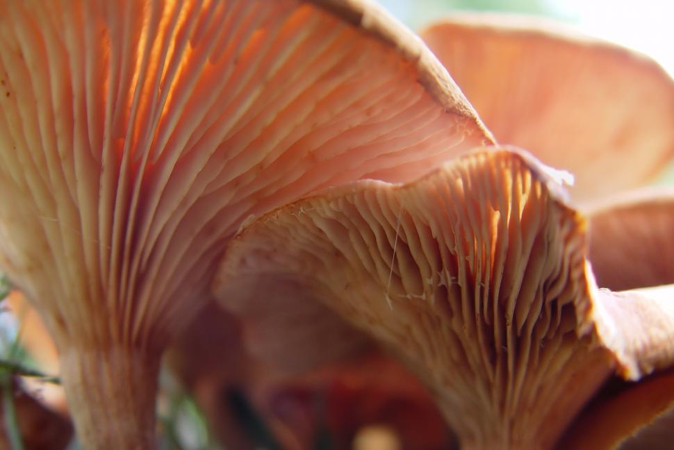 Free Stock Photo of Under the Shrooms | Download Free Images and Free ...