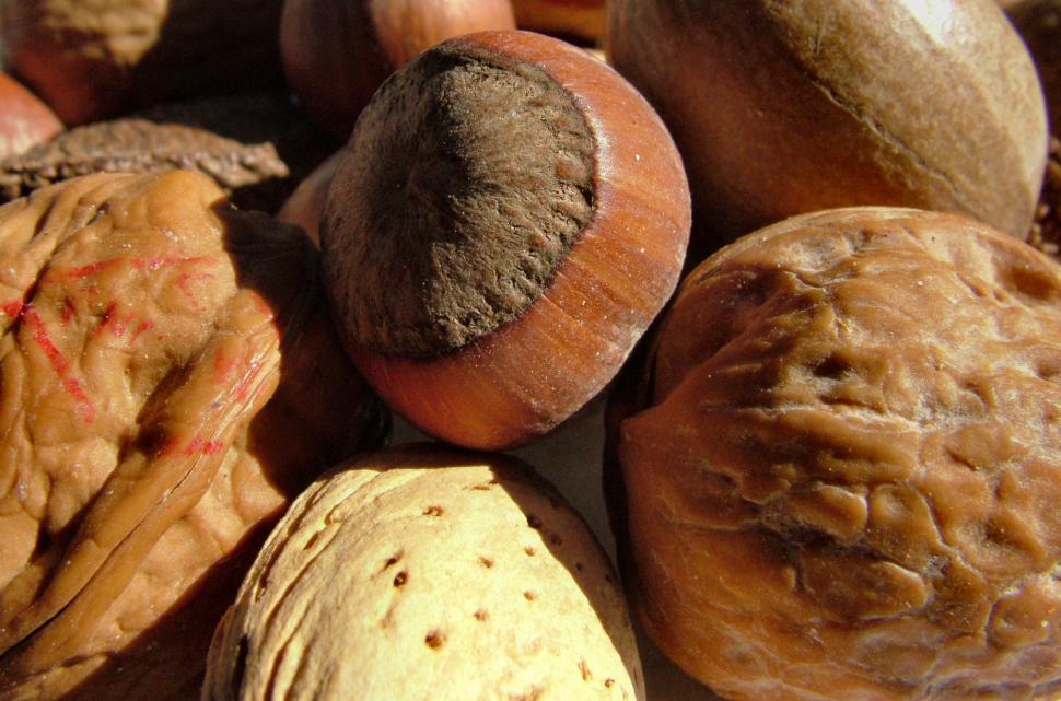 Free Stock Photo of Nutty | Download Free Images and Free Illustrations