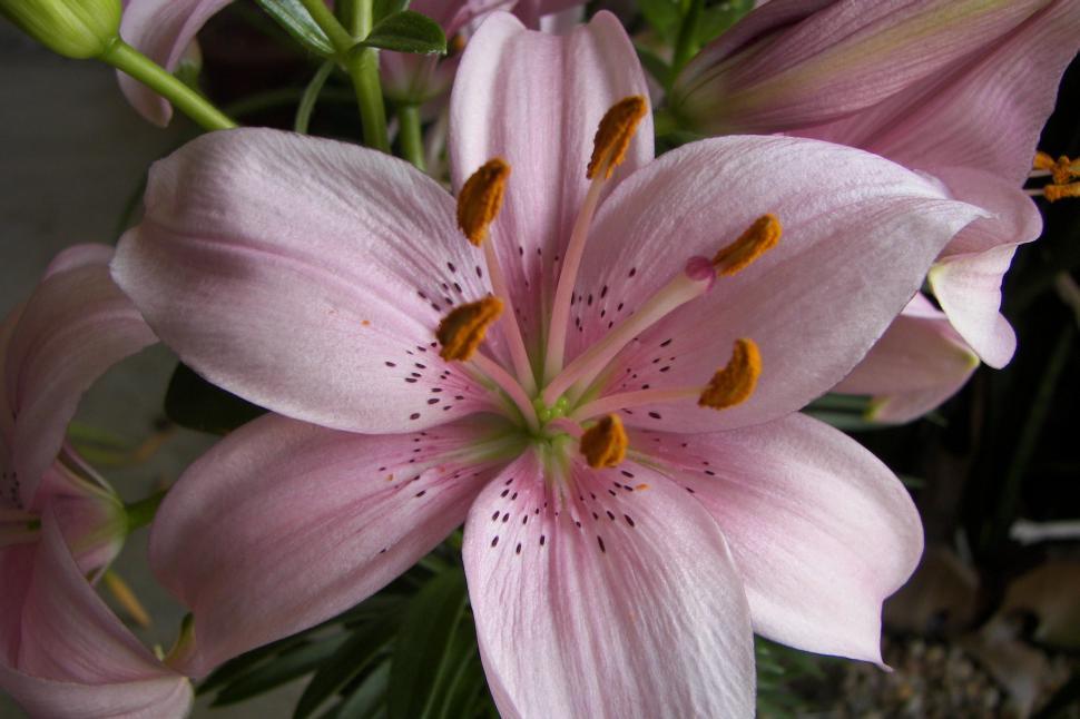 Free Stock Photo of Stargazing Lilly | Download Free Images and Free ...