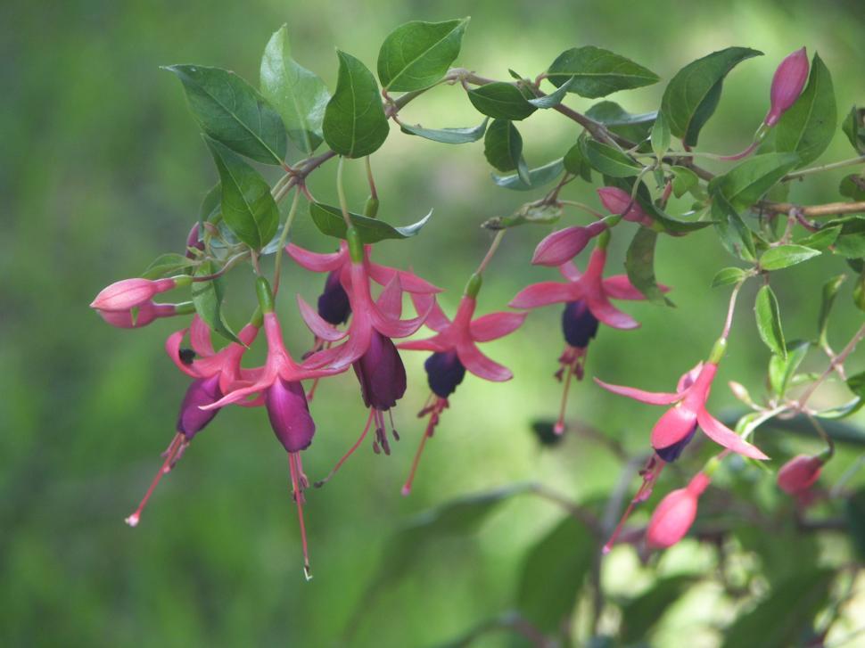 Free Stock Photo of Fuschia in Bloom | Download Free Images and Free ...
