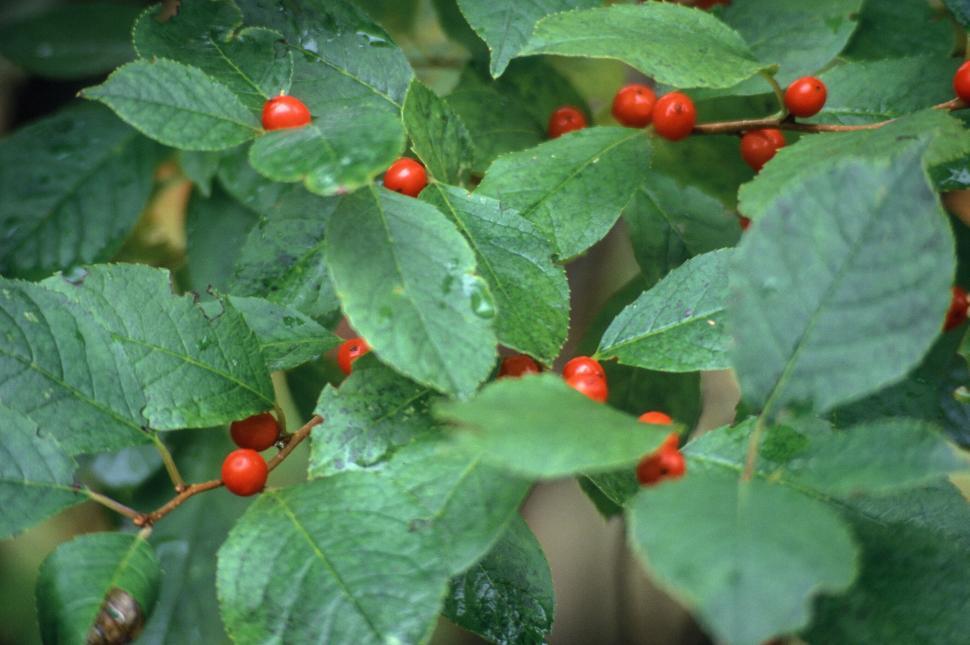 Free Stock Photo of Berries on Tree | Download Free Images and Free ...