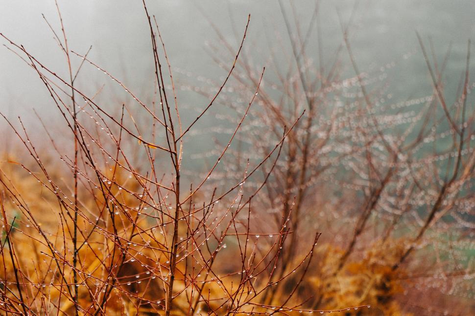 Free Stock Photo of Dewy Bush in Foggy Field | Download Free Images and ...
