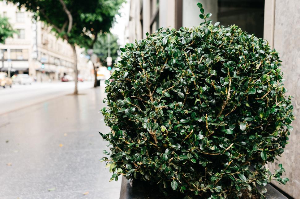 Free Stock Photo of Bush Growing Beside Building | Download Free Images ...