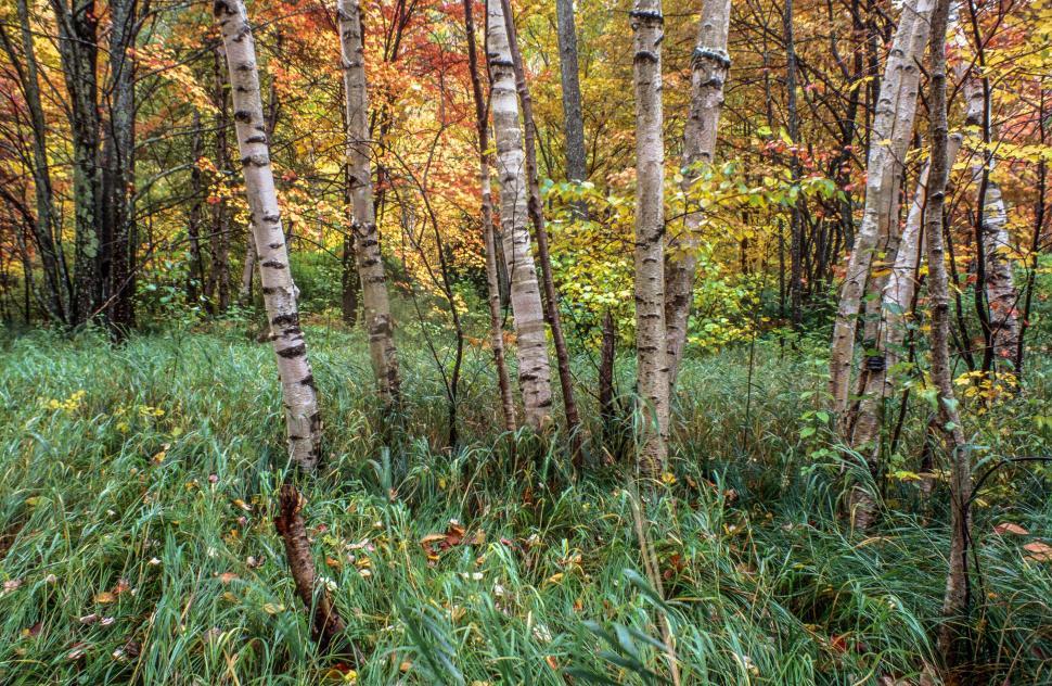 Free Stock Photo of Birch Trees in Autumn | Download Free Images and ...