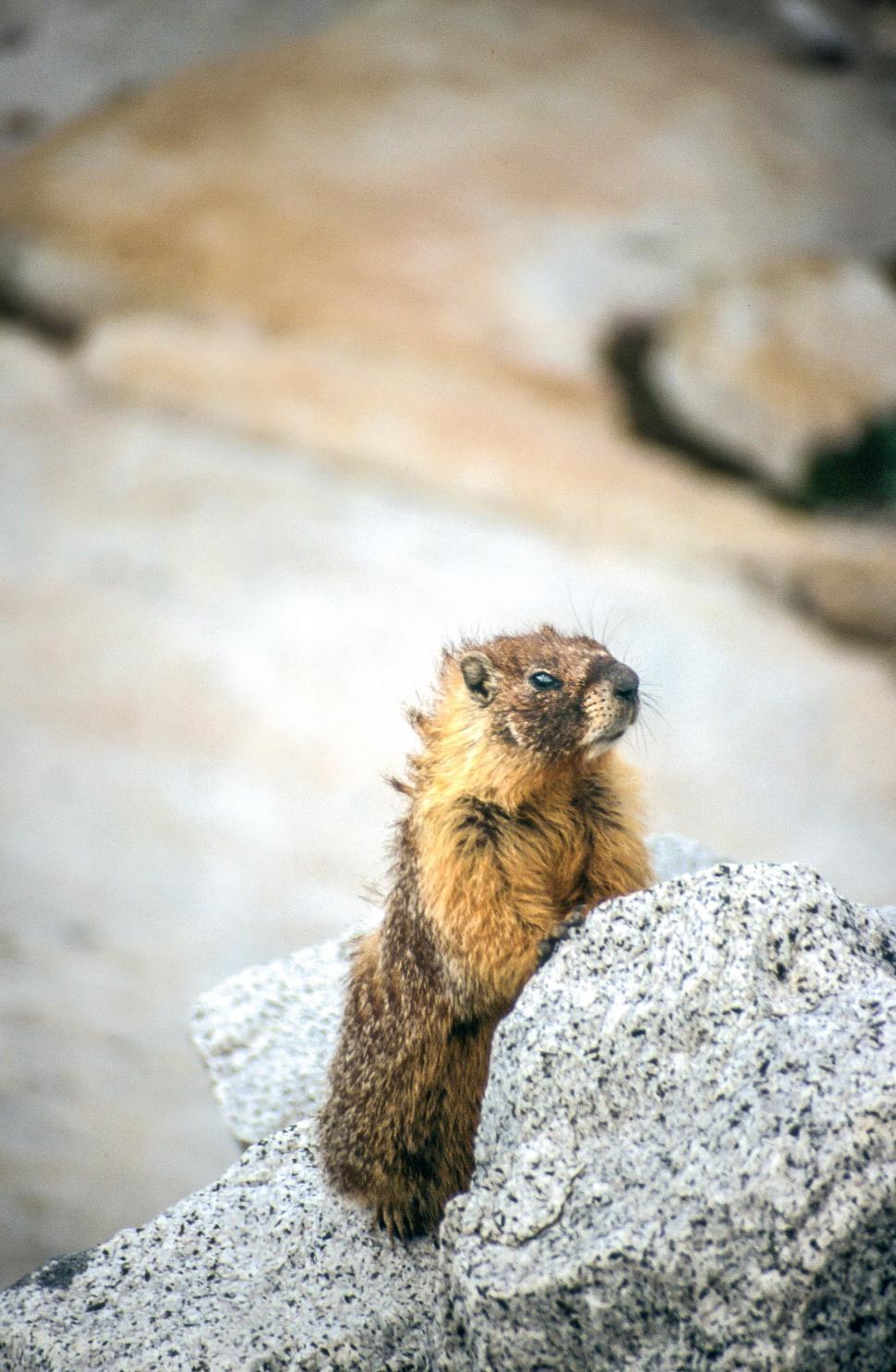 Free Stock Photo of Marmot in Yosemite | Download Free Images and Free ...