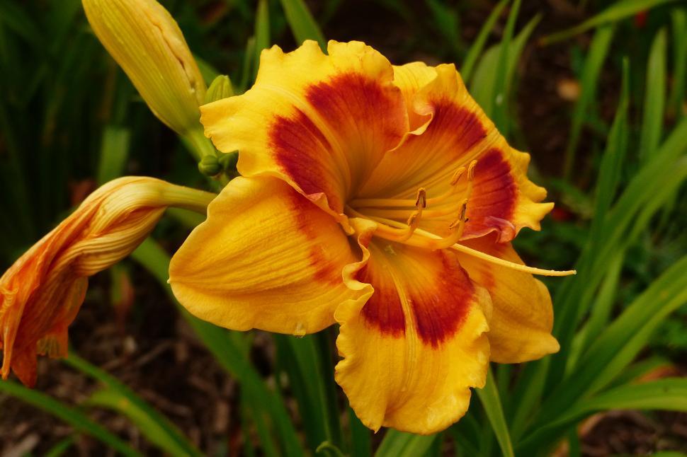 Free Stock Photo of Day Lily Jedi Tequila Sunrise Flower | Download ...