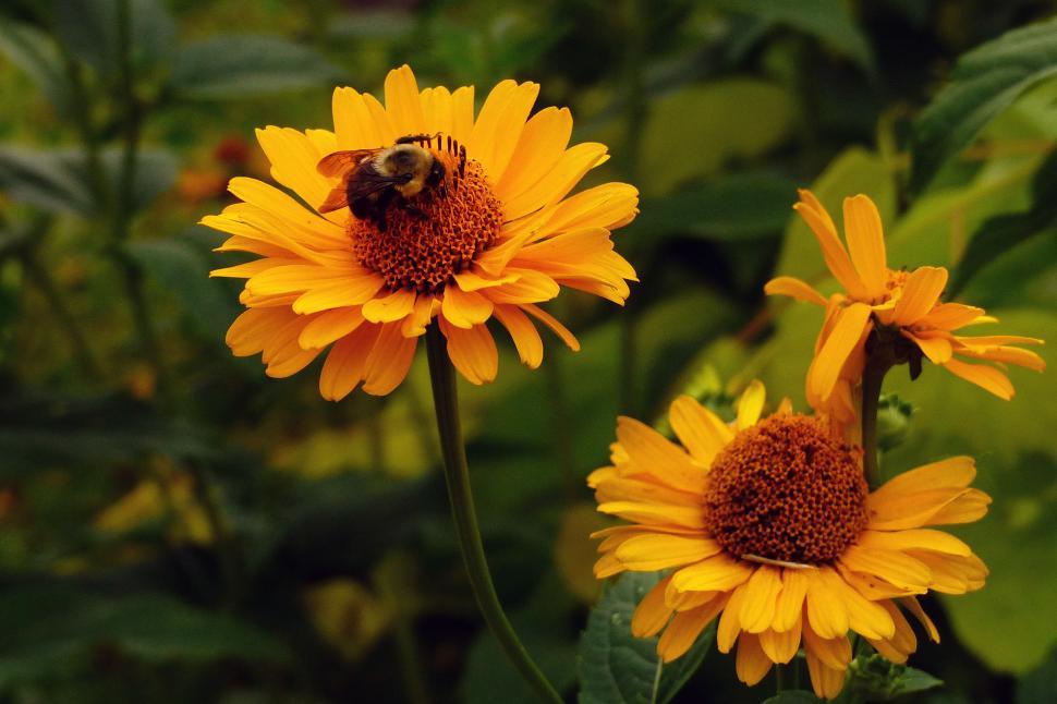Free Stock Photo of Honey Bee and Yellow Flowers | Download Free Images ...