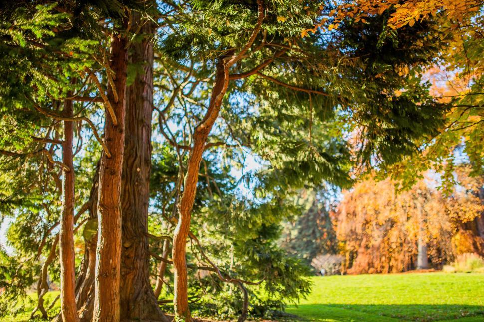 Free Stock Photo of Park Bench in Forest | Download Free Images and ...