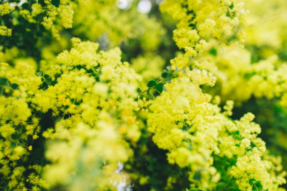 Free Stock Photo of Close Up of a Bunch of Yellow Flowers | Download ...