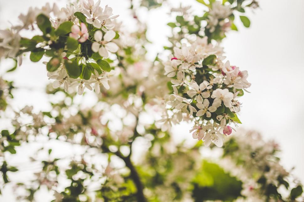 Free Stock Photo of Tree With White Flowers and Green Leaves | Download ...