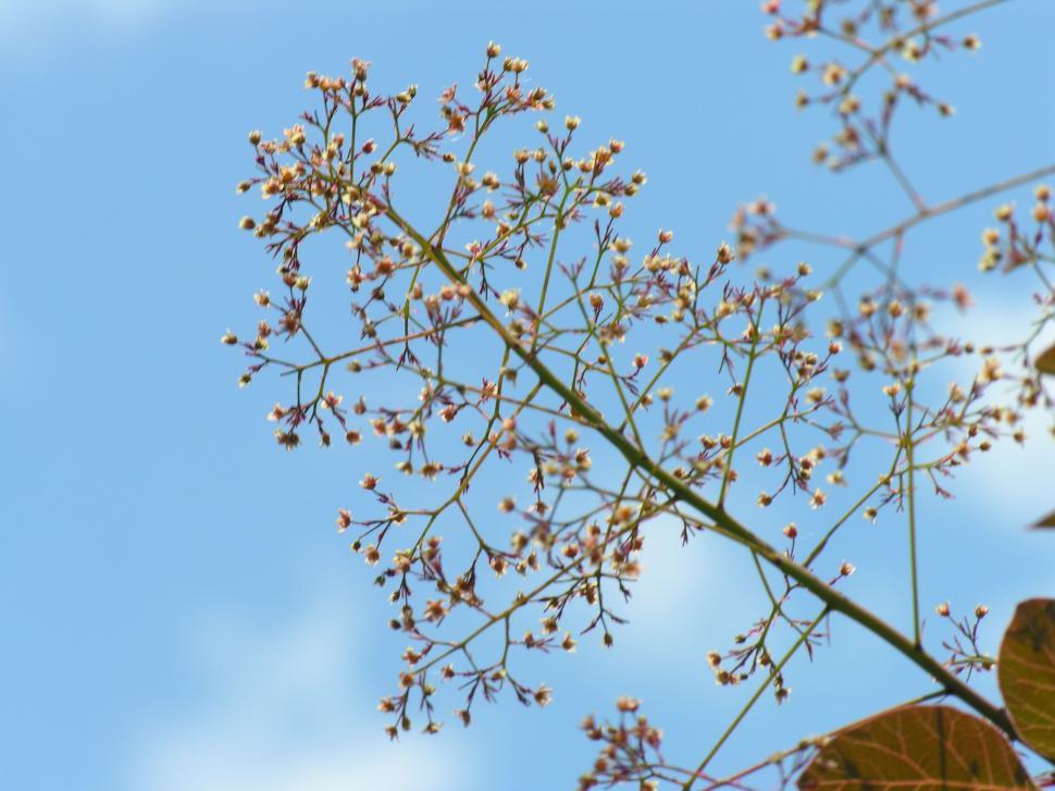Free Stock Photo of Smoke Tree, Cotinus Obovatus | Download Free Images ...