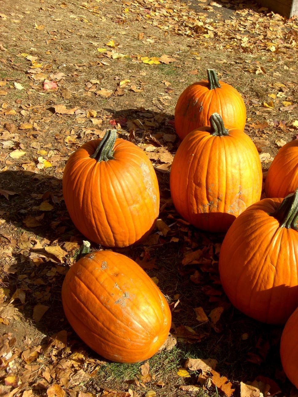Free Stock Photo of Fall - Pumpkin Patch | Download Free Images and ...