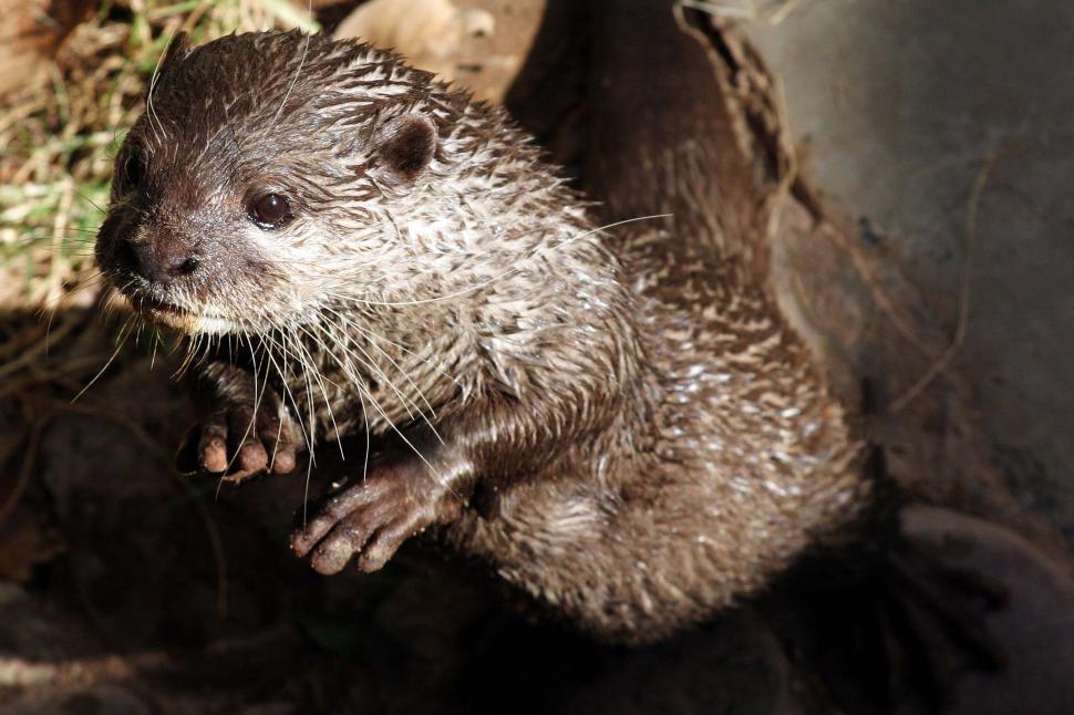 Free Stock Photo of Animal Standing in Dirt | Download Free Images and ...