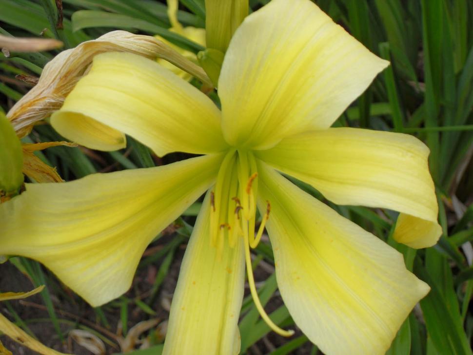 Free Stock Photo of Yellow lily | Download Free Images and Free ...