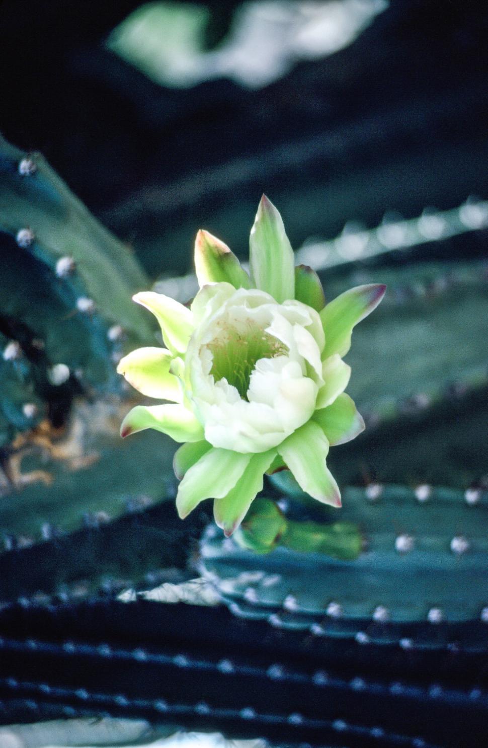 Free Stock Photo of Cactus Flower | Download Free Images and Free ...