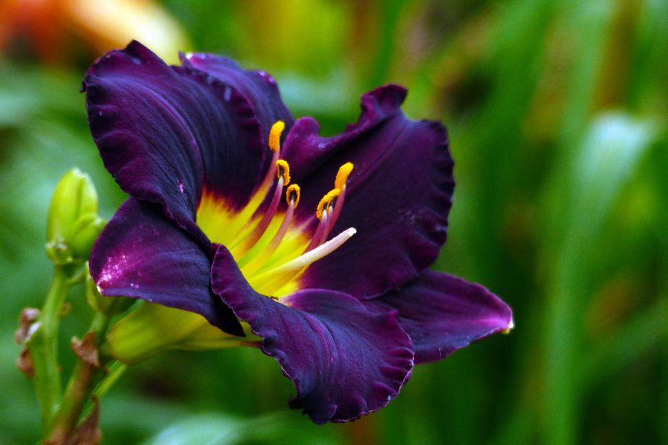 Cinderella Flowers | Best Flower Site