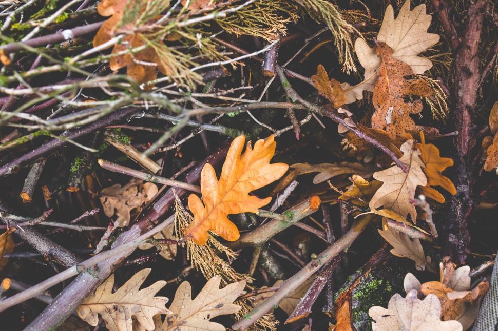 Free Stock Photo of Bush Fall autumn leaf leaves mess nature oak tree ...