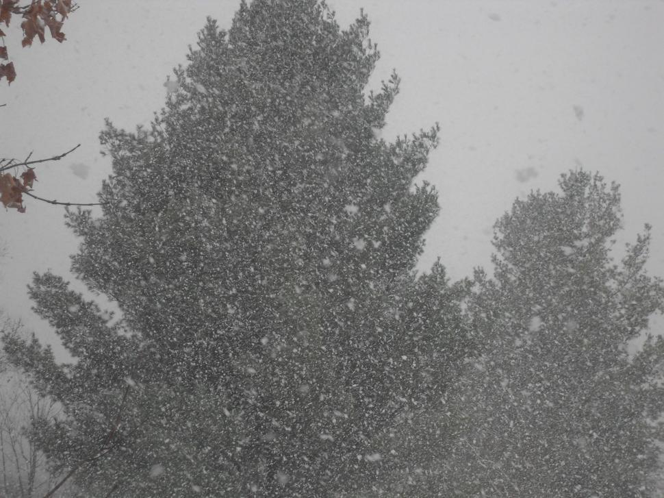 Free Stock Photo of First Snow | Download Free Images and Free ...