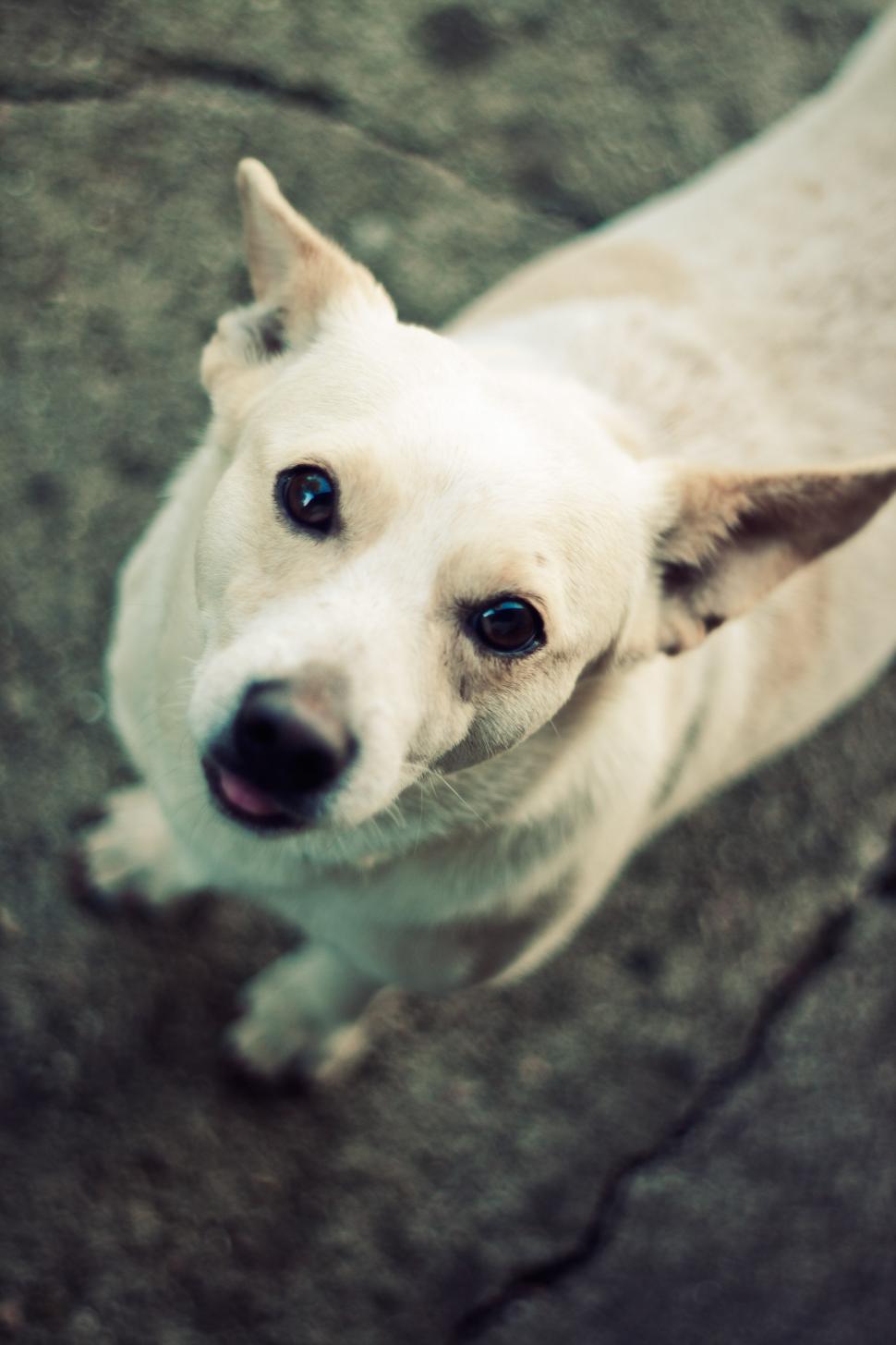 Free Stock Photo of White Dog Standing on Top of Sidewalk | Download ...