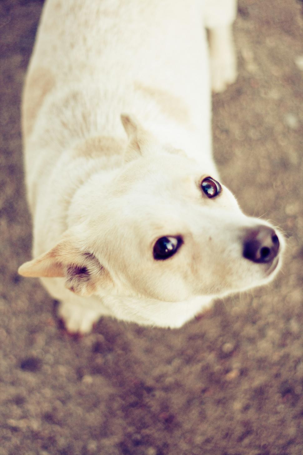 Free Stock Photo of White Dog Looking Up at Camera | Download Free ...