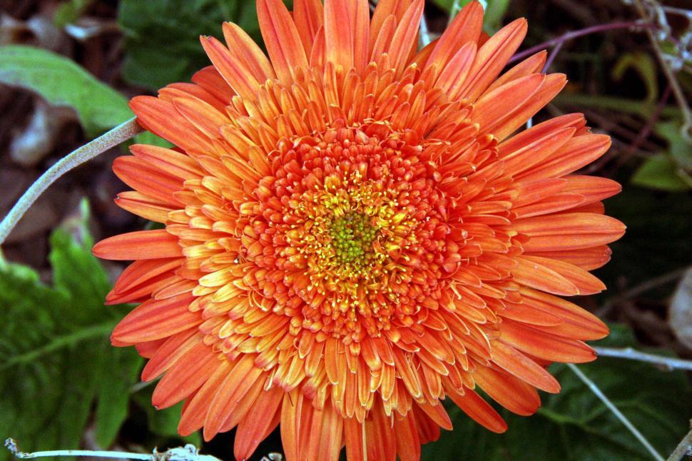 Free Stock Photo of Gerbera Daisy | Download Free Images and Free ...