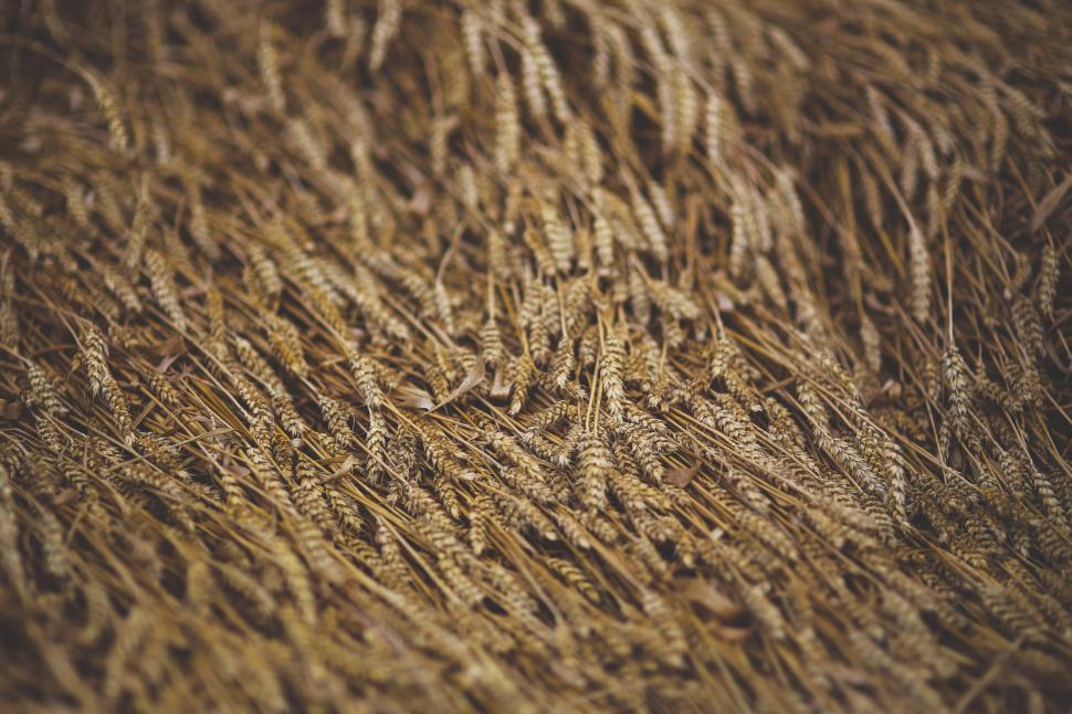 Free Stock Photo of Close Up View of Brown Grass | Download Free Images ...