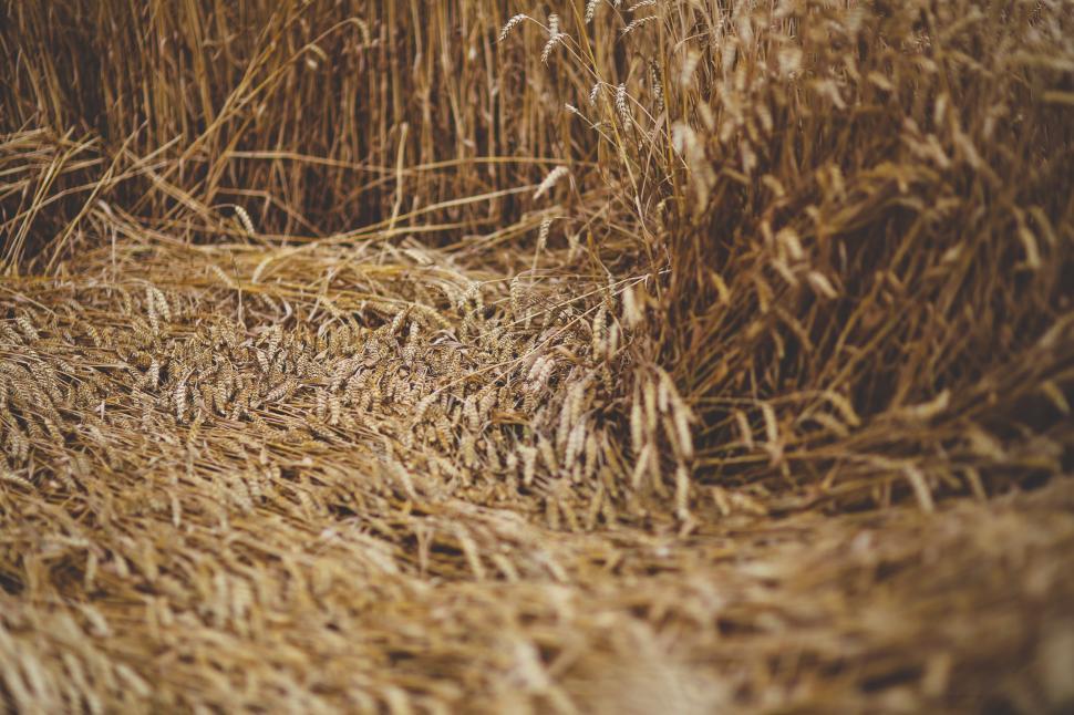 Free Stock Photo of Large Pile of Hay in Field | Download Free Images ...