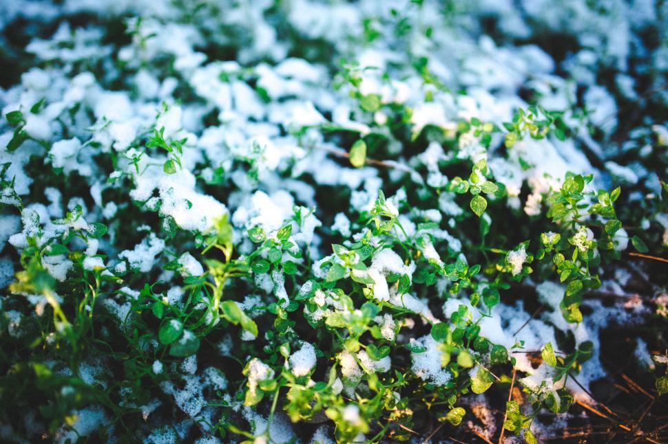 Free Stock Photo of Green Snow fresh plants white winter plant flower ...
